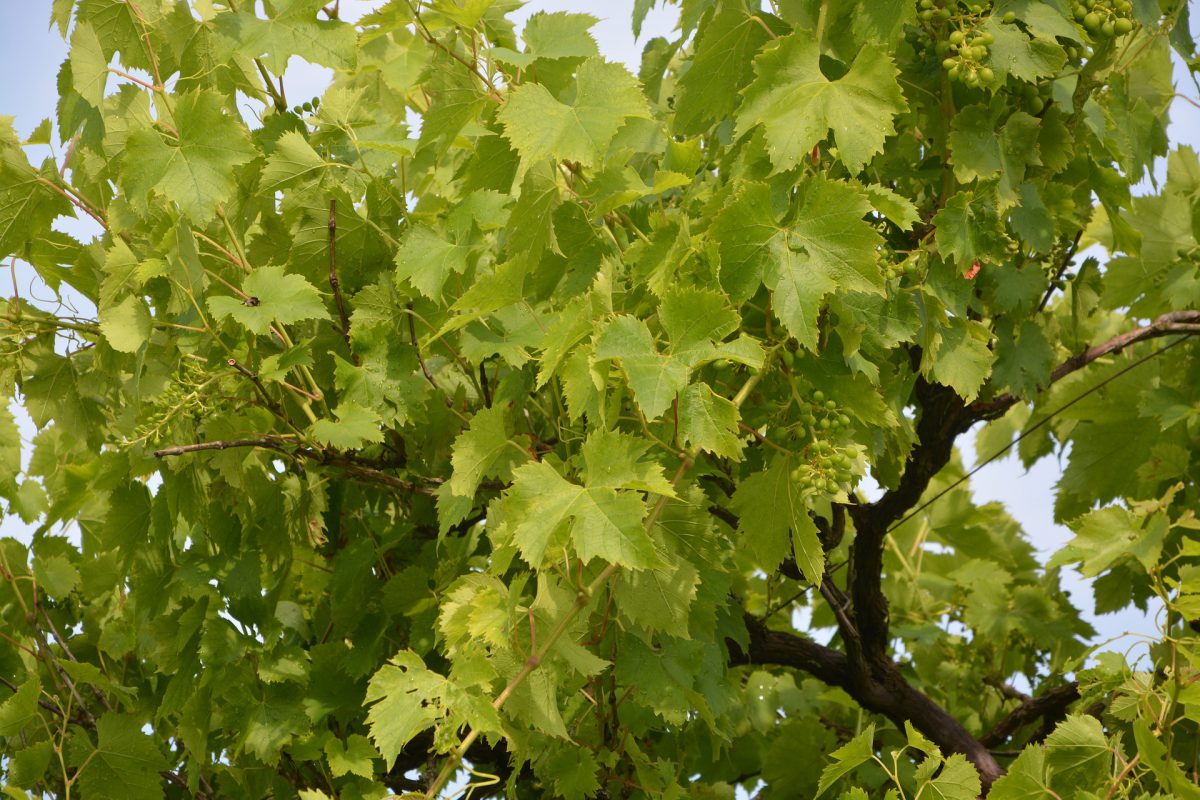 Désert 31 - Comme des raisins au désert (Os 9) | Au Large Biblique