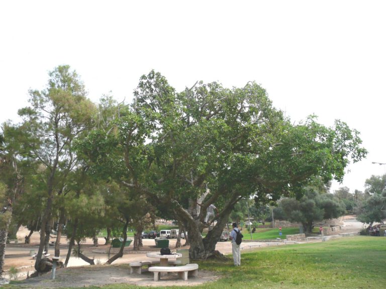 L’aujourd’hui de Zachée (Lc 19,1-10) | Au Large Biblique